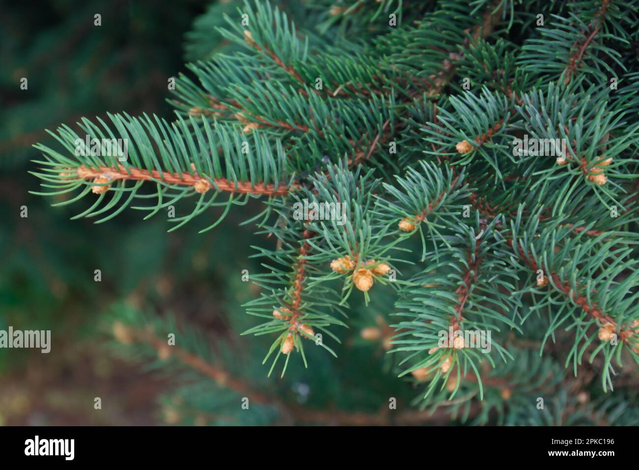 Beautiful branches of coniferous tree, closeup view Stock Photo - Alamy