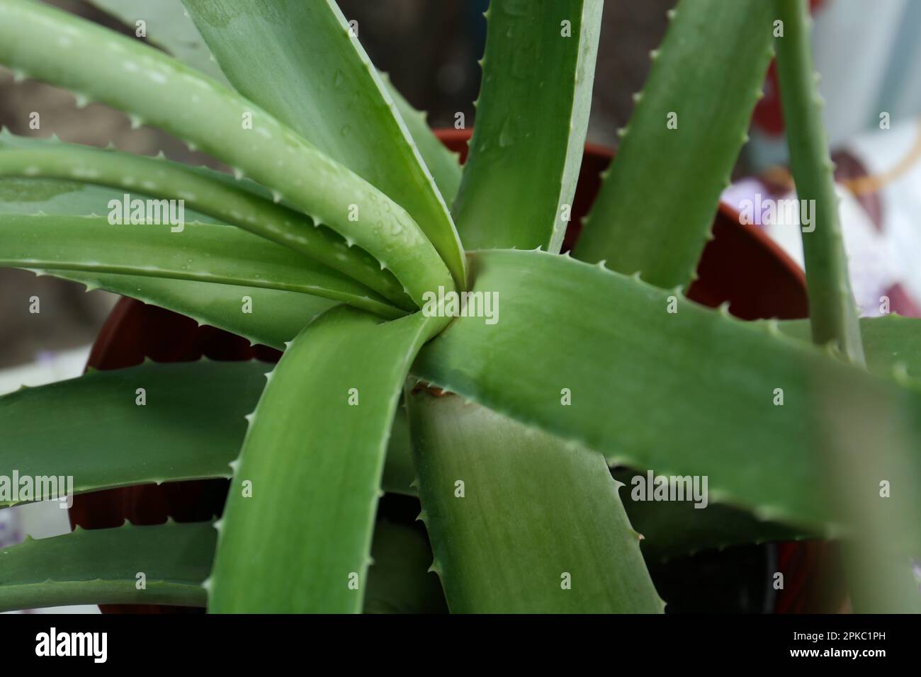 Closeup view of beautiful green aloe vera plant Stock Photo - Alamy