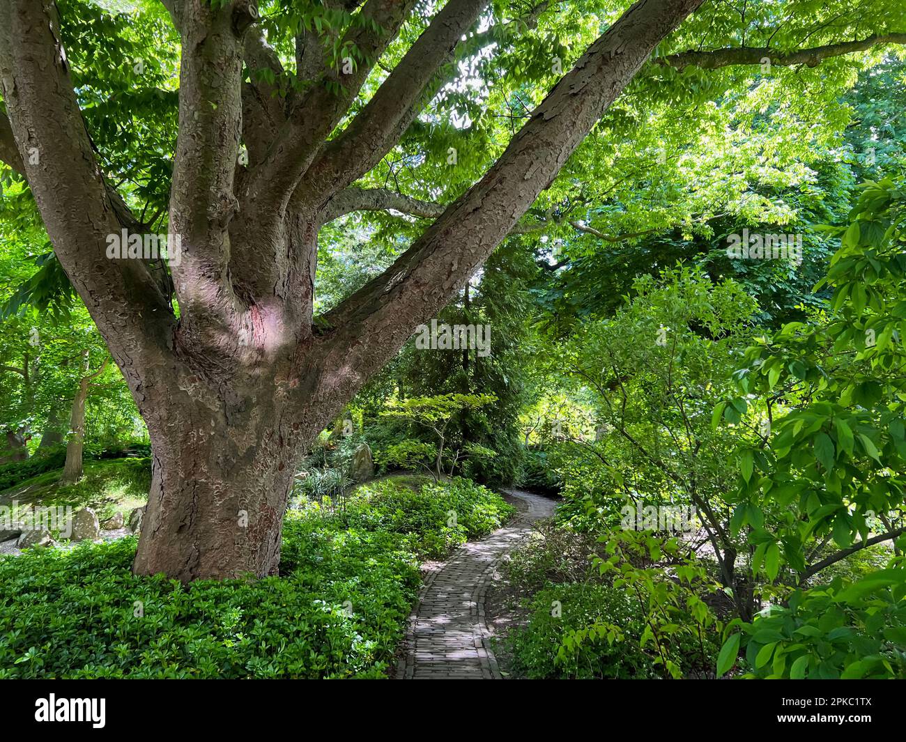 Beautiful big tree hi-res stock photography and images - Alamy