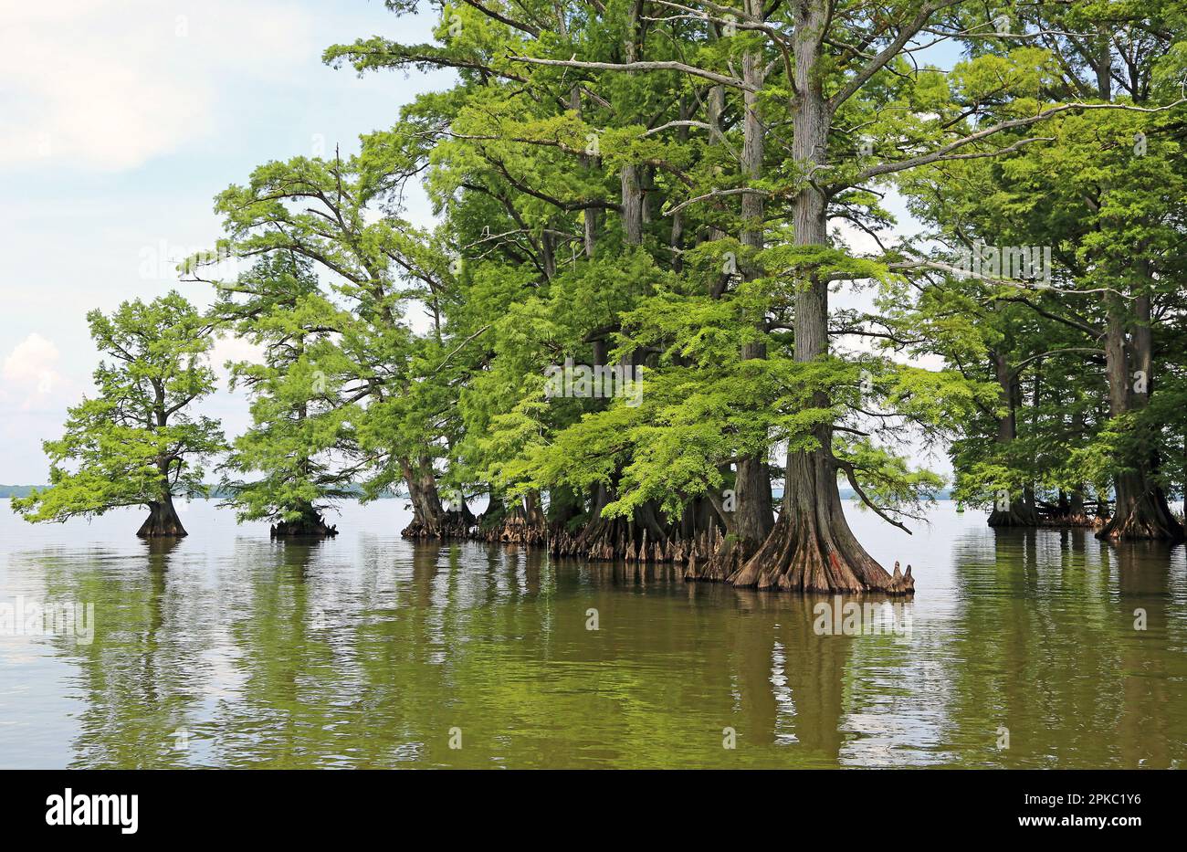 Entering Reelfoot Lake State Park, Tennessee Stock Photo - Alamy