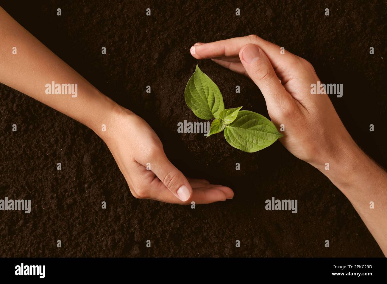 Couple protecting young seedling in soil, top view. Planting tree Stock ...