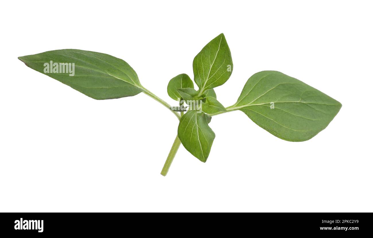 Aromatic green basil sprig isolated on white. Fresh herb Stock Photo ...