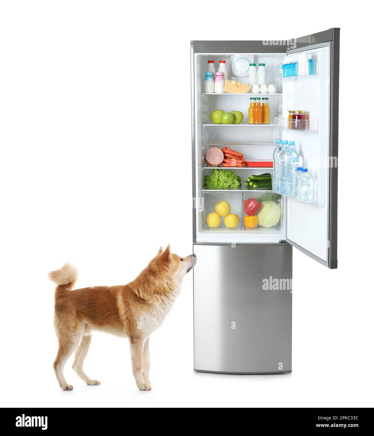 Cute Akita Inu dog near open refrigerator with many different products ...