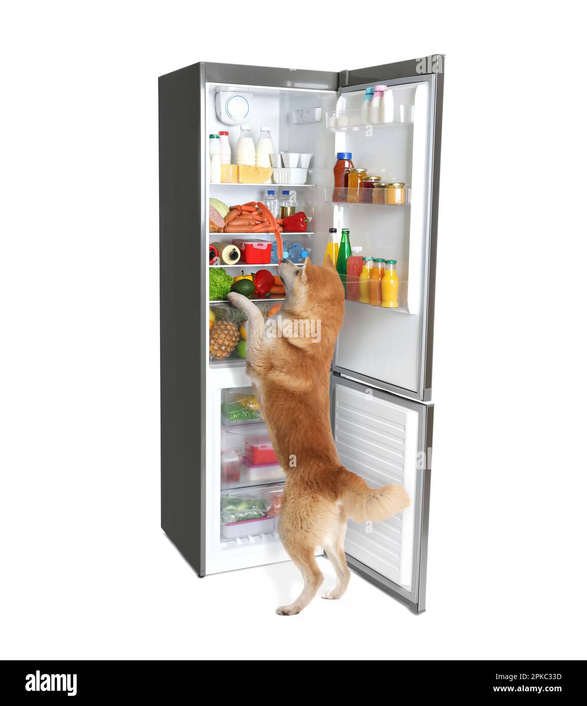 Cute Akita Inu dog and open refrigerator with many different products ...