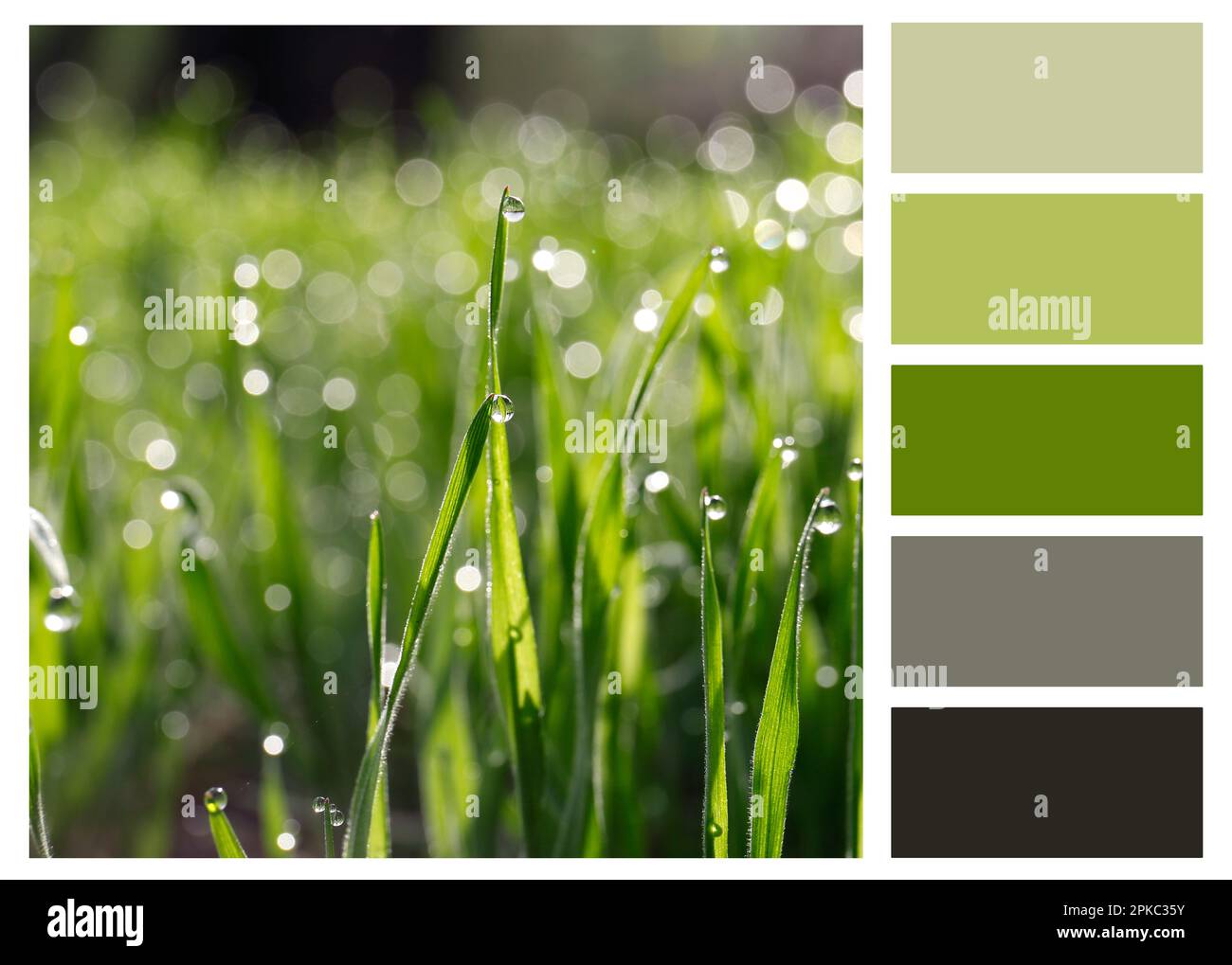 Color palette appropriate to photo of beautiful green grass covered ...