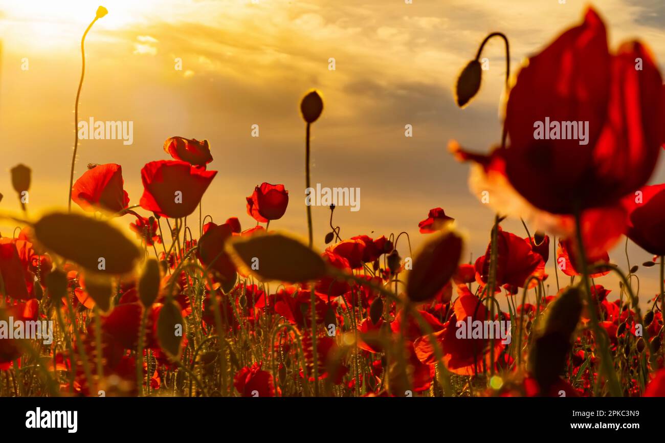 Anzac. Poppy field, Remembrance day, Memorial in New Zealand, Australia ...
