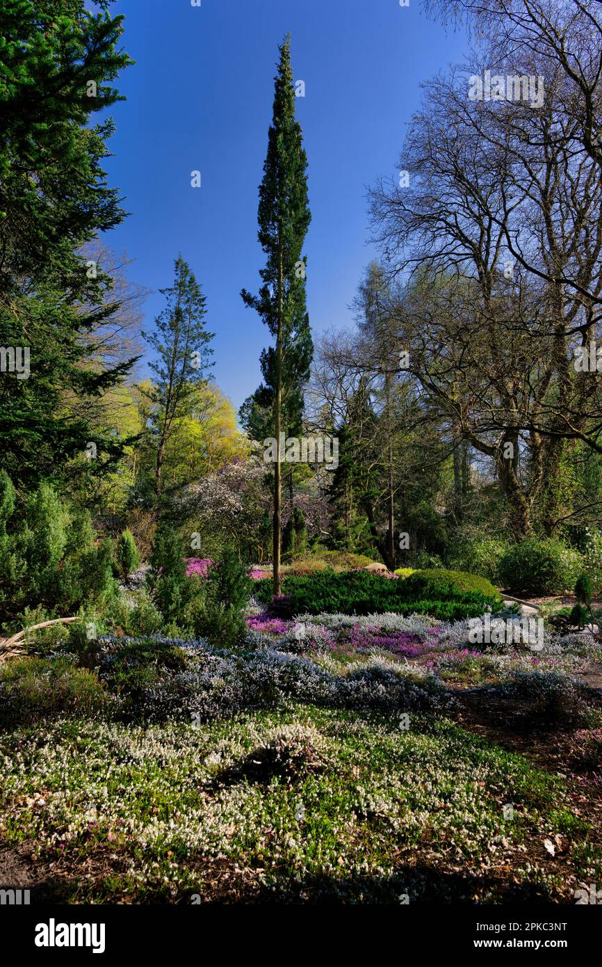 heather and flowering trees in the forest botanical garden in cologne ...
