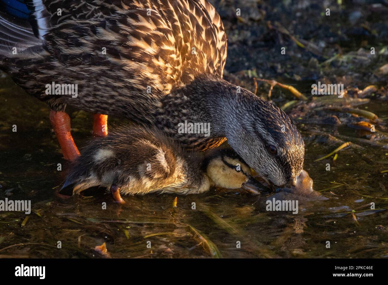 duckling and a mother duck are eating in the water standing close to ...