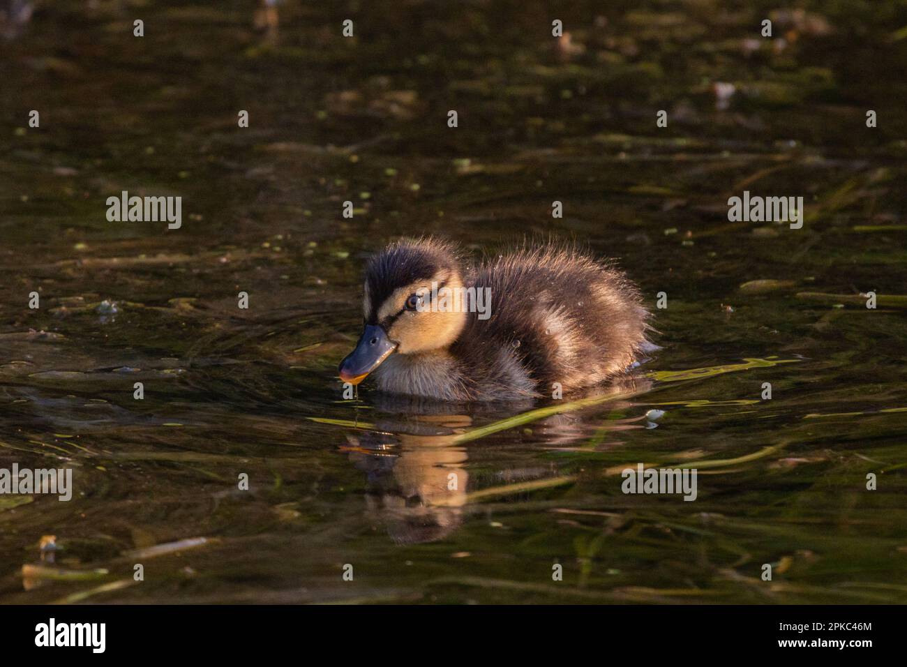 A little duck alone is swimming in the lake during the sunset. Duckling ...