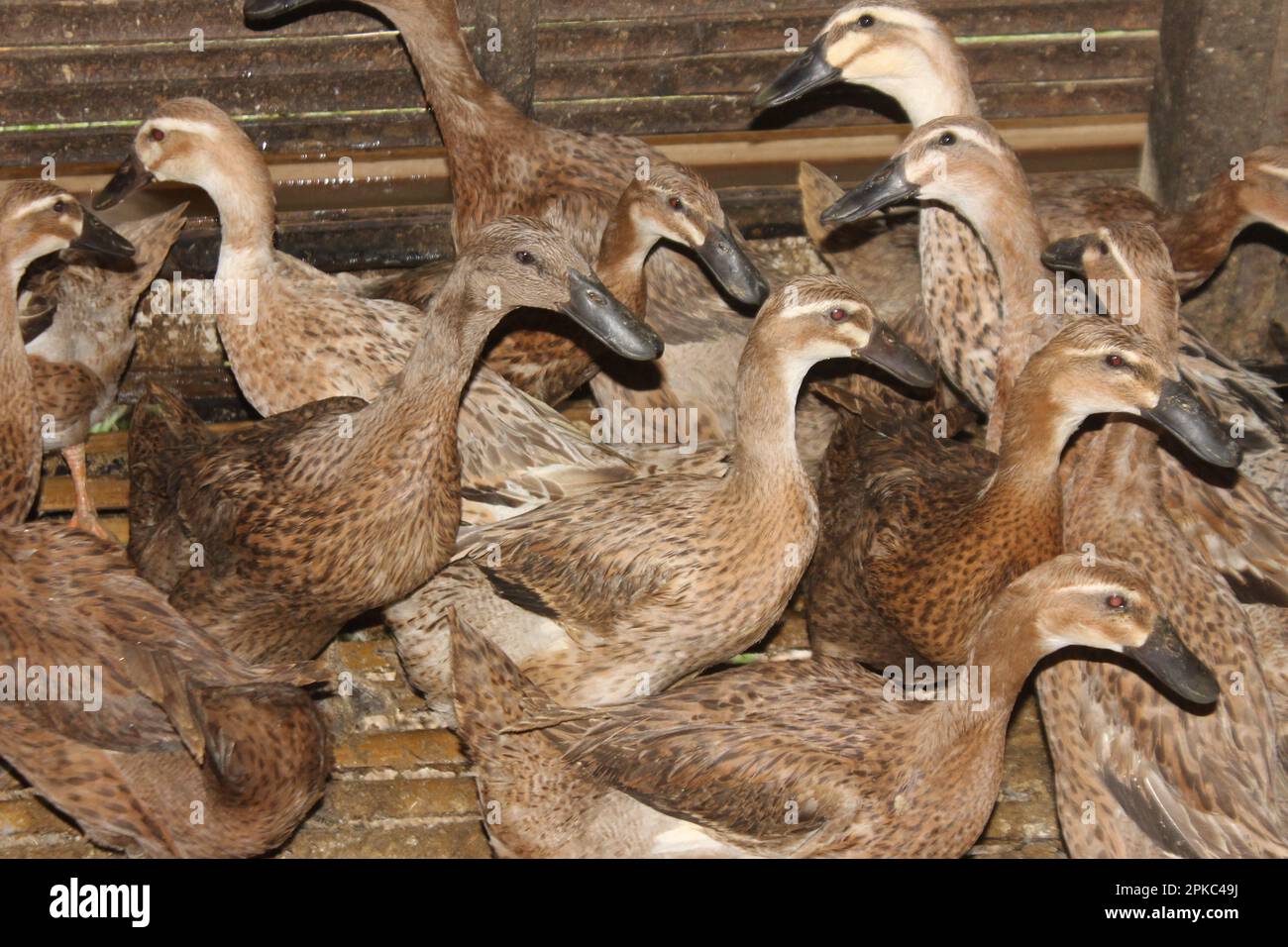 Duck eat in cage hi-res stock photography and images - Alamy