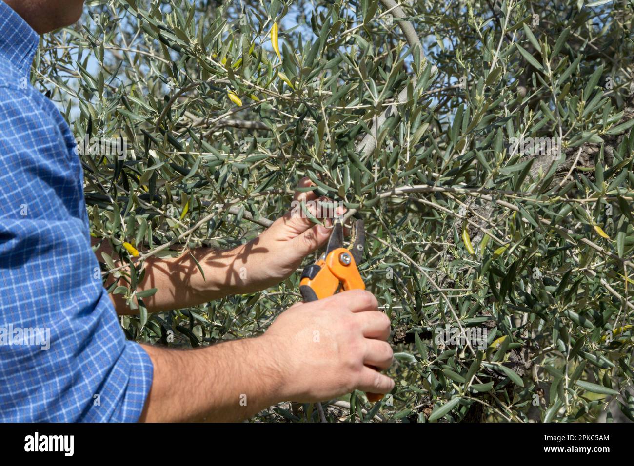 Image of a farmer holding a pair of scissors while pruning an olive ...