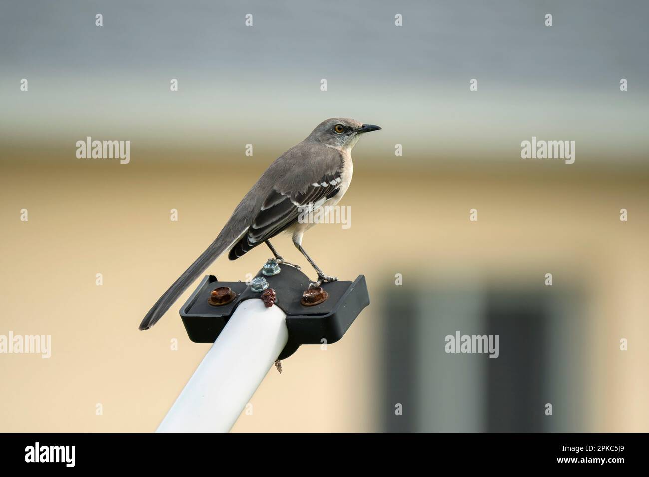 Mockingbird house hi-res stock photography and images - Alamy