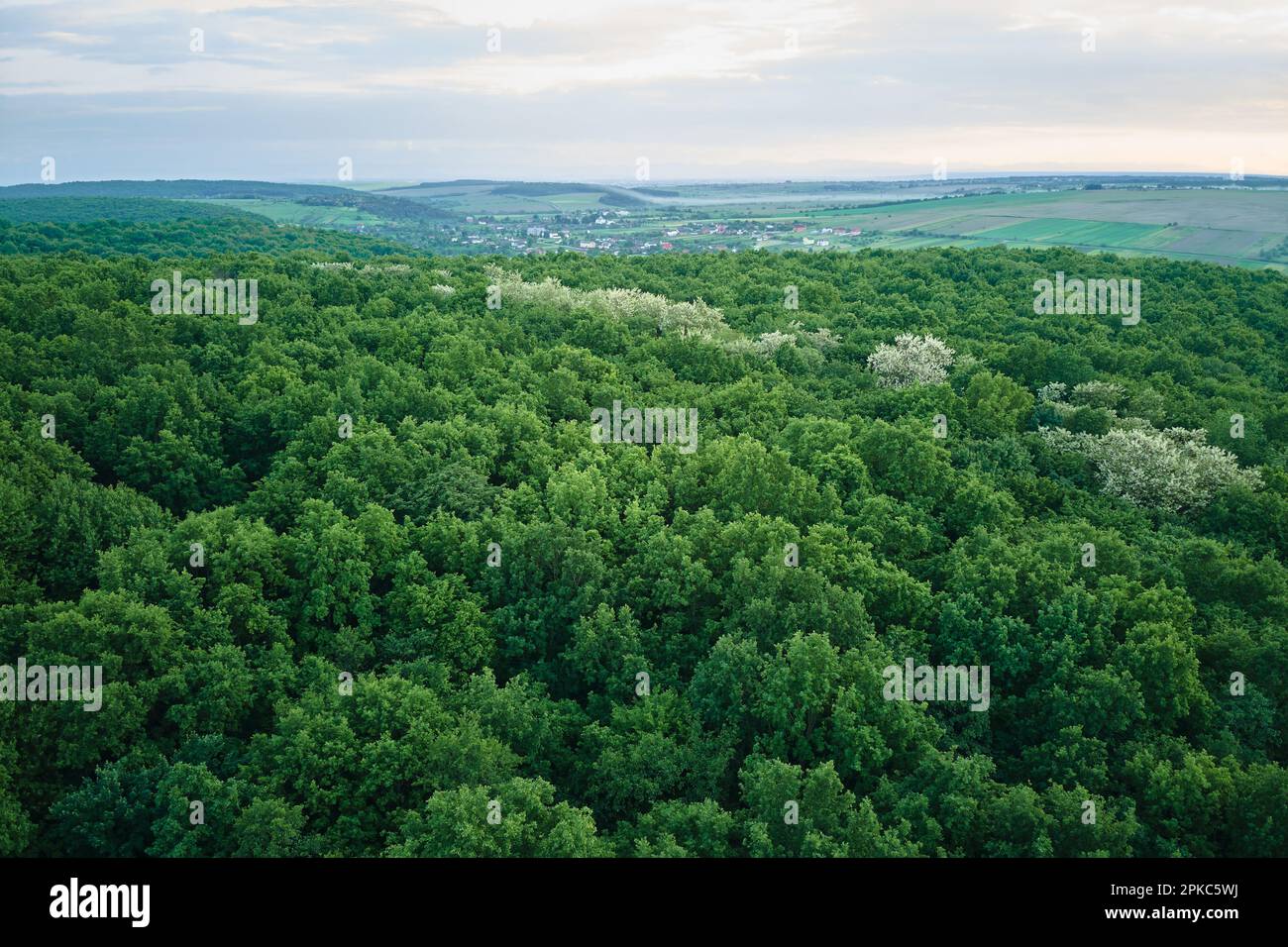 Aerial view of dark green lush forest with dense trees canopies in ...
