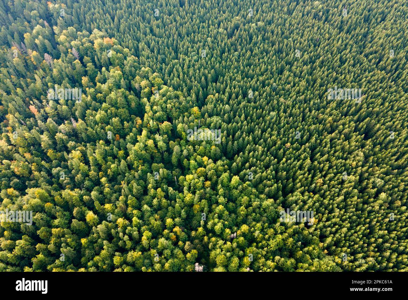 Aerial view of green pine forest with dark spruce trees. Nothern ...