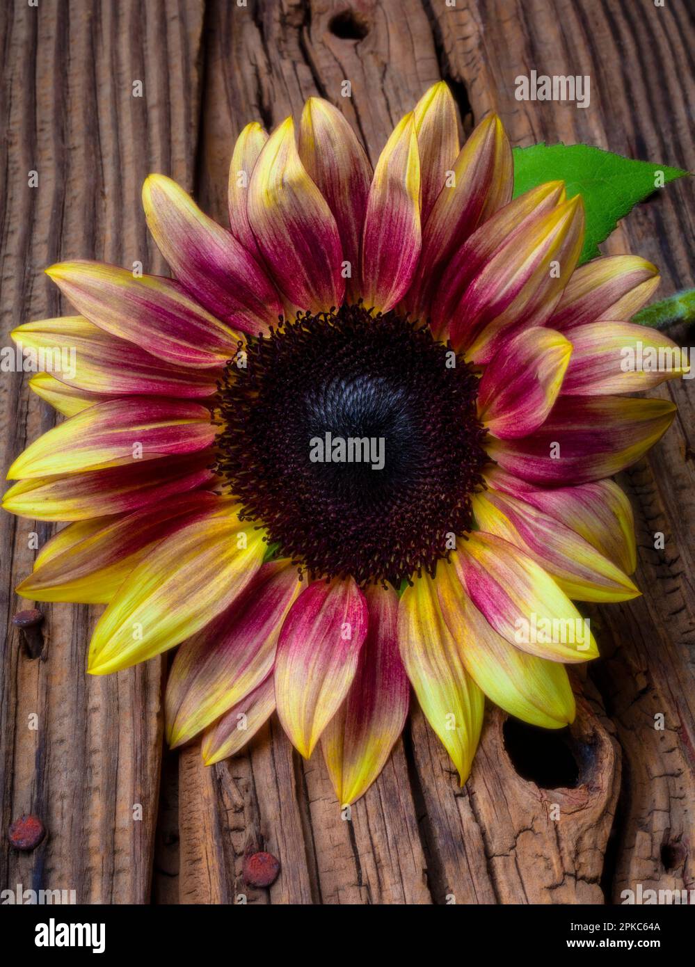 Autumn Sunflower Still Life Stock Photo - Alamy