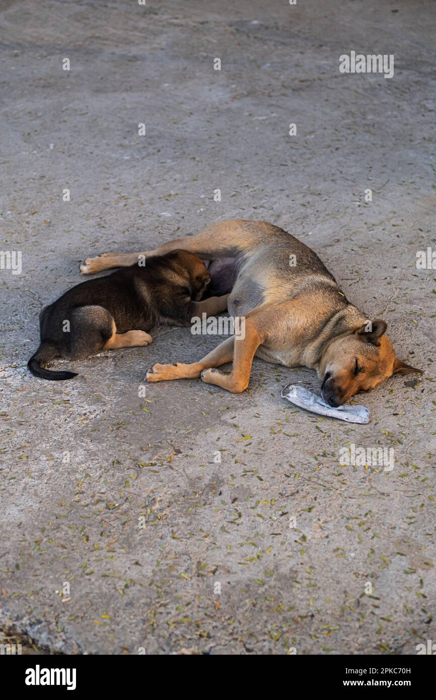 Homeless animals protection society hi-res stock photography and images ...