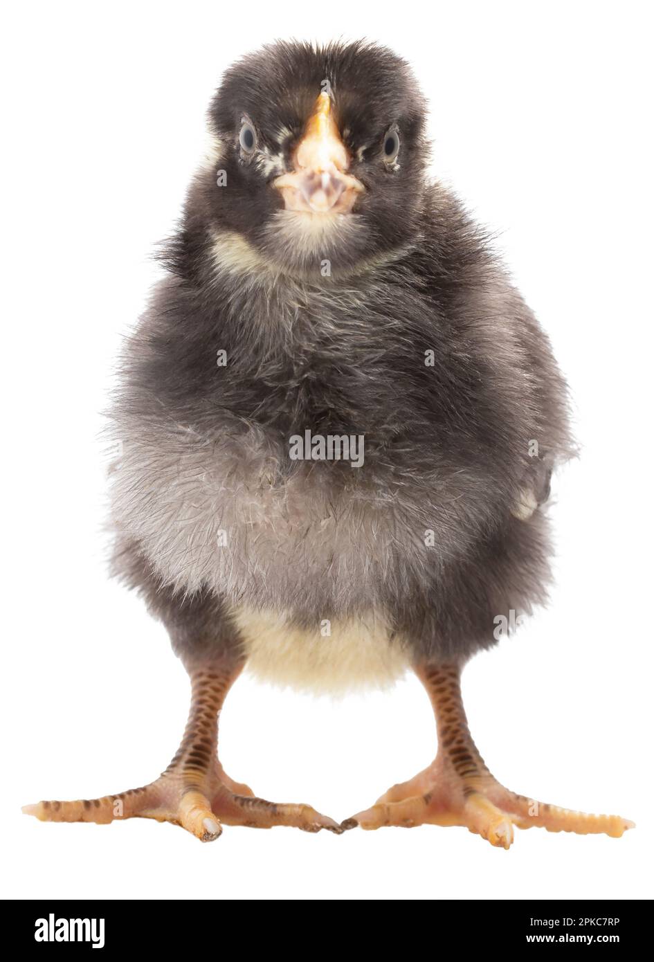 Baby chicken chick looking at the camera with a mean look isolated in a ...