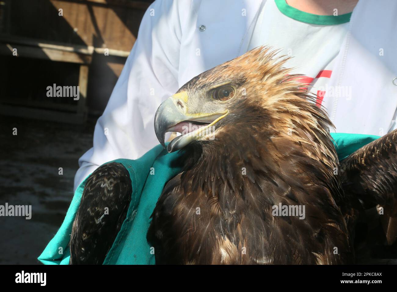 The injured eagle is being treated by the veterinarian at the animal ...