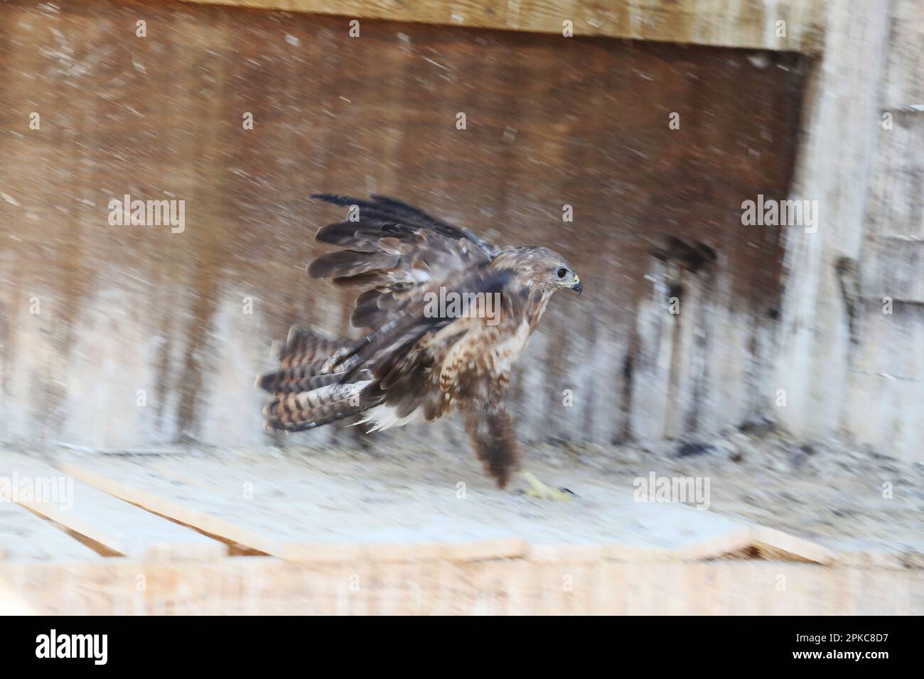 The injured hawk is being treated at the animal shelter. in Istanbul ...