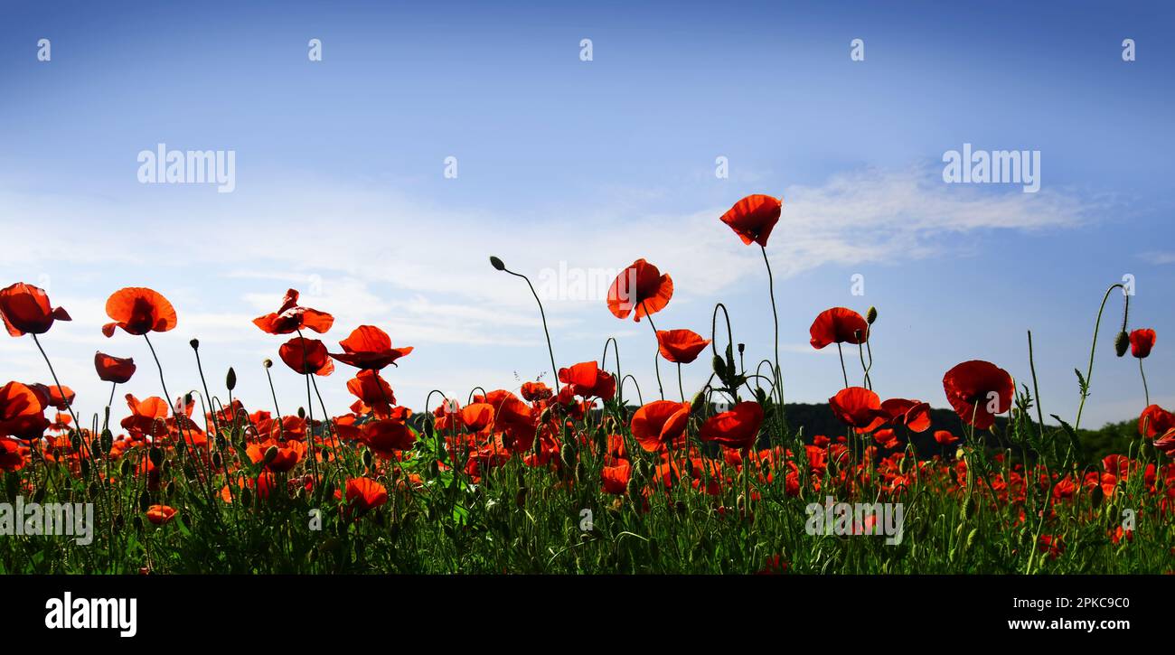 Poppy flower. Anzac day banner. Remember for Anzac, Historic war memory ...