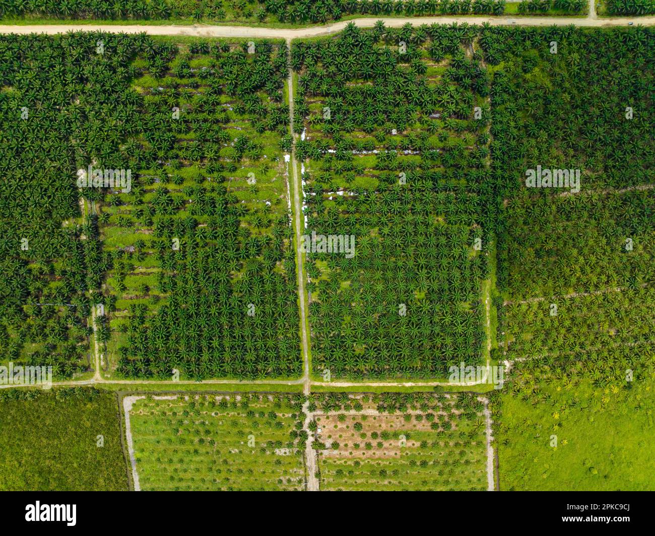 Oil palm plantations in Malaysia. Oil palm estates in Borneo Stock ...