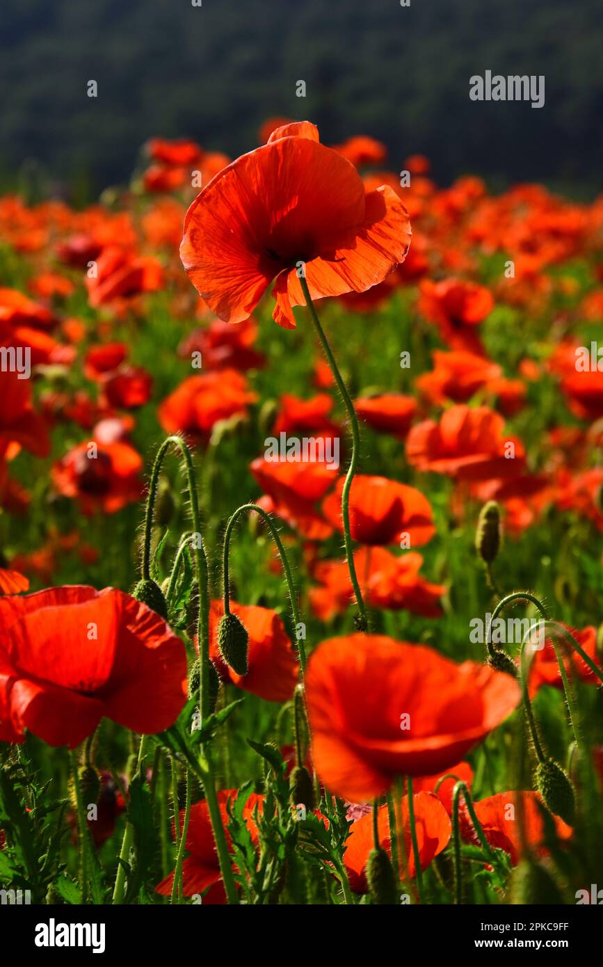 Poppy flower. Remember for Anzac, Historic war memory. Anzac background ...