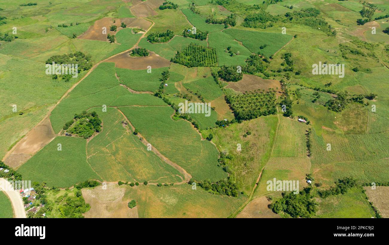 Aerial drone of sugar cane hasvest plantation and farmland. Negros ...