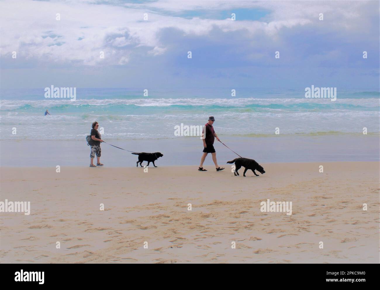 Currumbin Beach, Gold Coast, Queensland, Australia. Walking dogs along ...