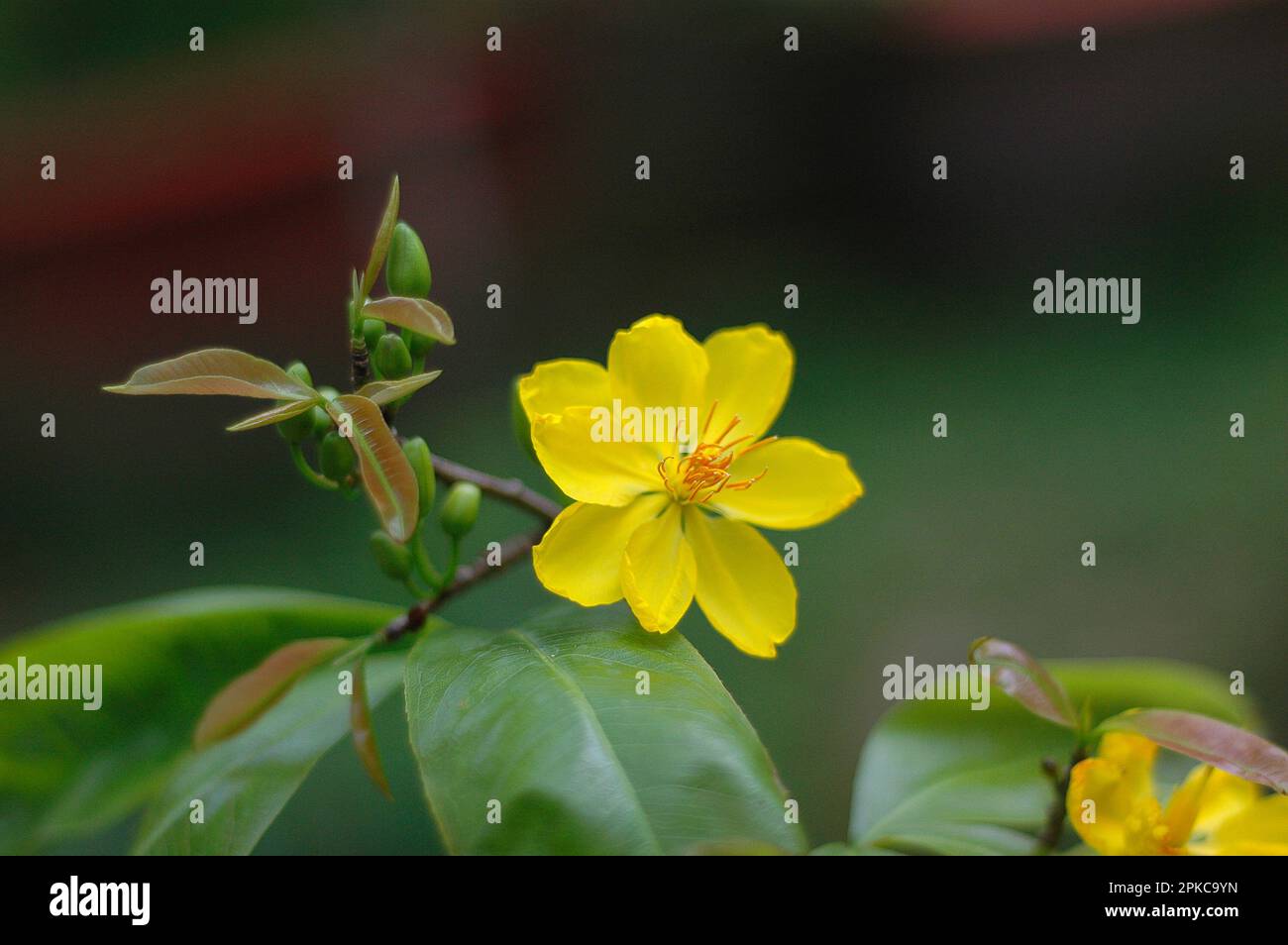 Yellow ochna hi-res stock photography and images - Alamy