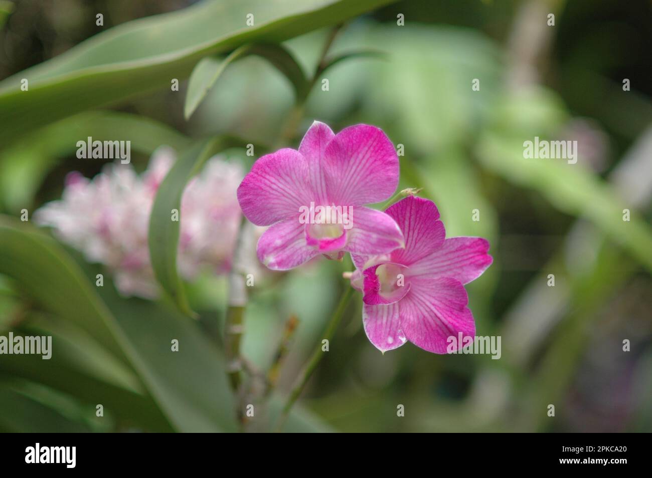 Flower of brunei hi-res stock photography and images - Alamy