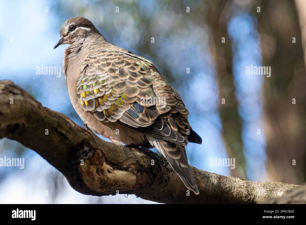 Common bronze wing in profile facing the left, perched on a branch ...