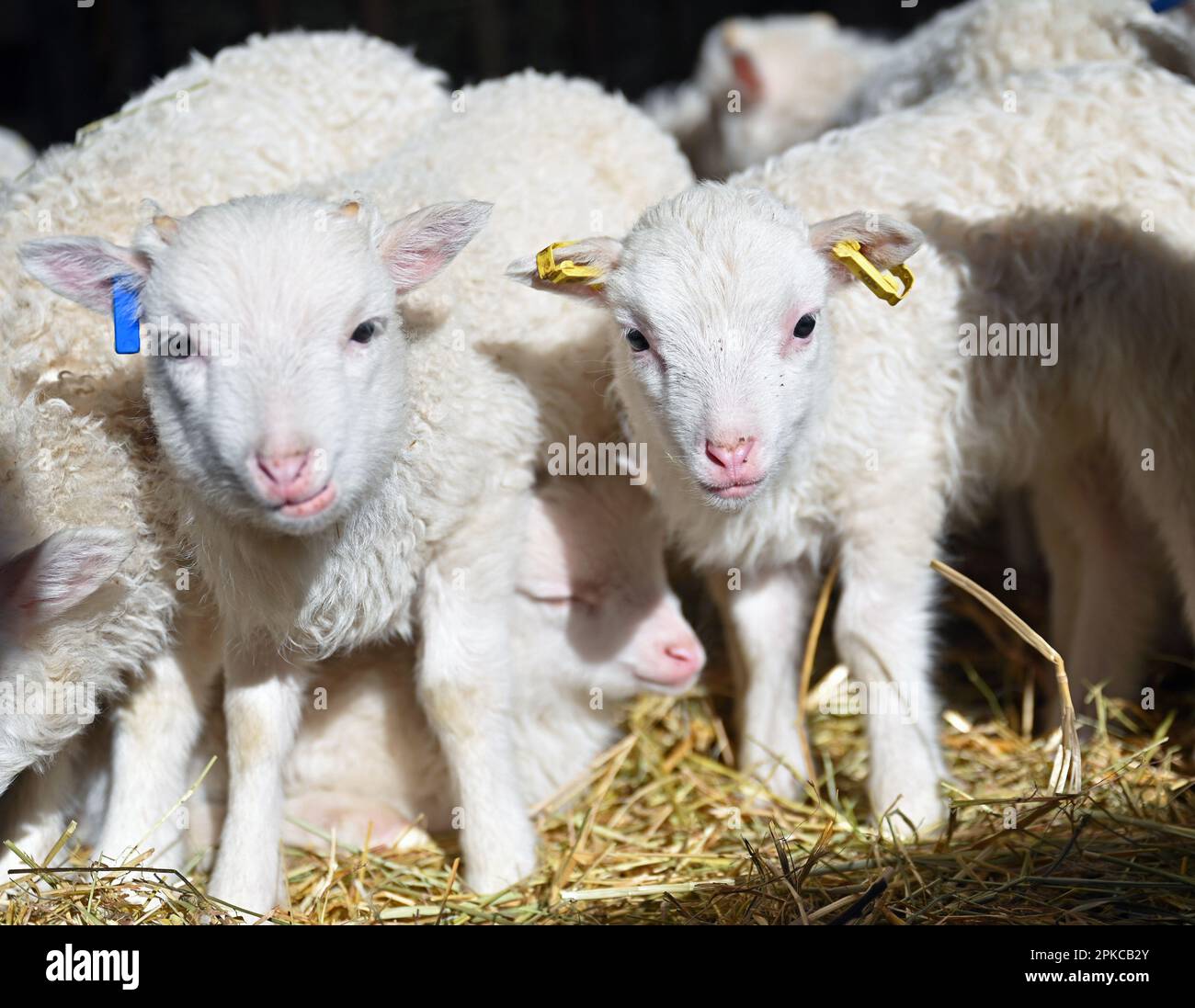 Roskow, Germany. 06th Apr, 2023. A group of lambs looks curiously into the camera. The Behling ...