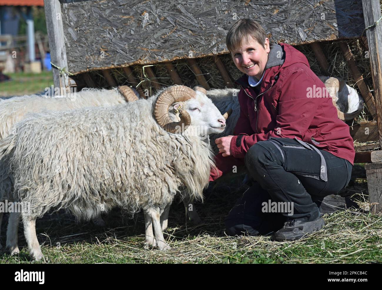 Roskow, Germany. 06th Apr, 2023. A ram is being petted by farmer Katja Behling. Behling and her ...