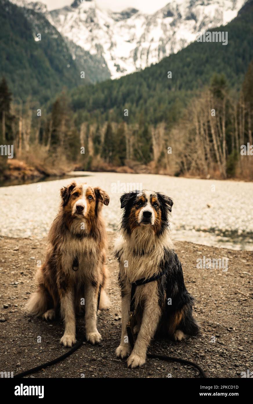 Two Aussie Shepherds pictured in Golden Ears provincial park in Maple ...