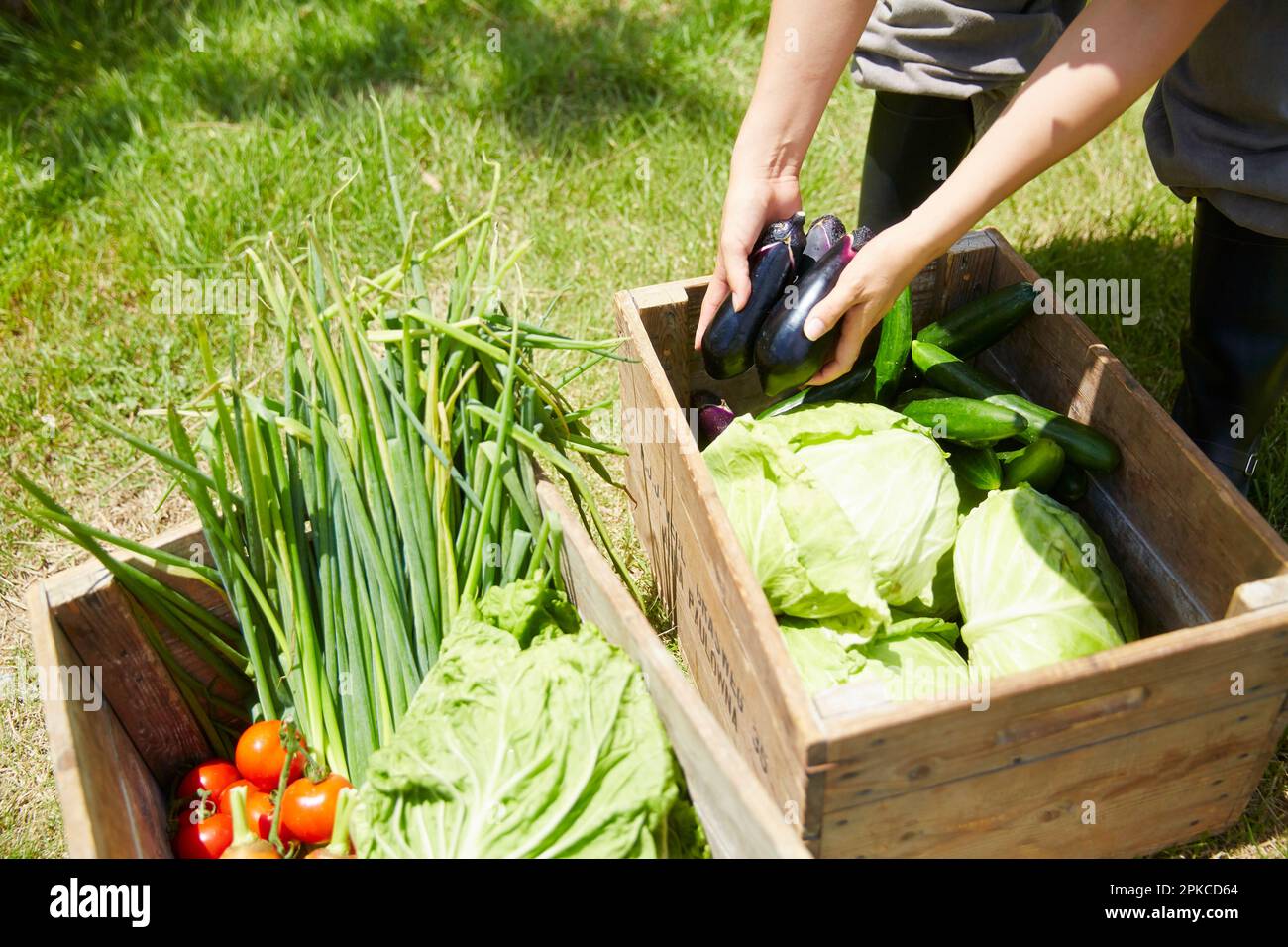Packing vegetables hi-res stock photography and images - Alamy