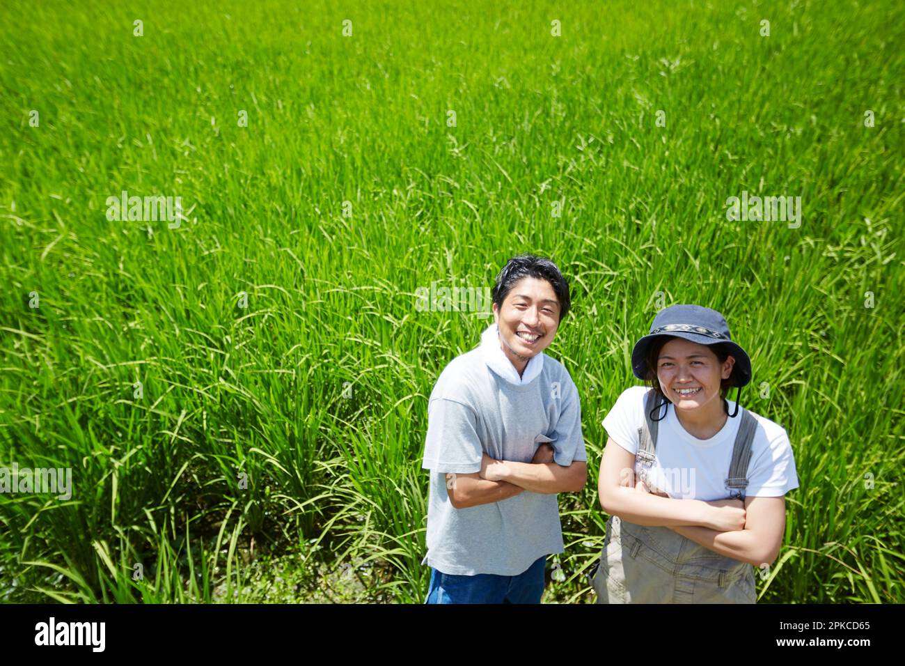 Rice bumper harvest hi-res stock photography and images - Alamy