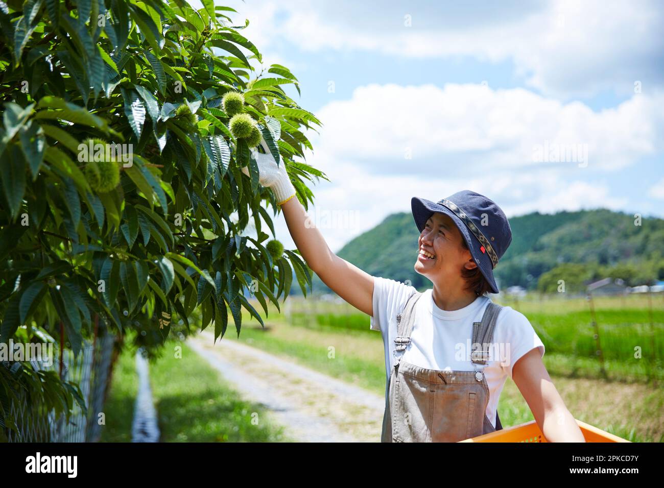 Bitter chestnut hi-res stock photography and images - Alamy