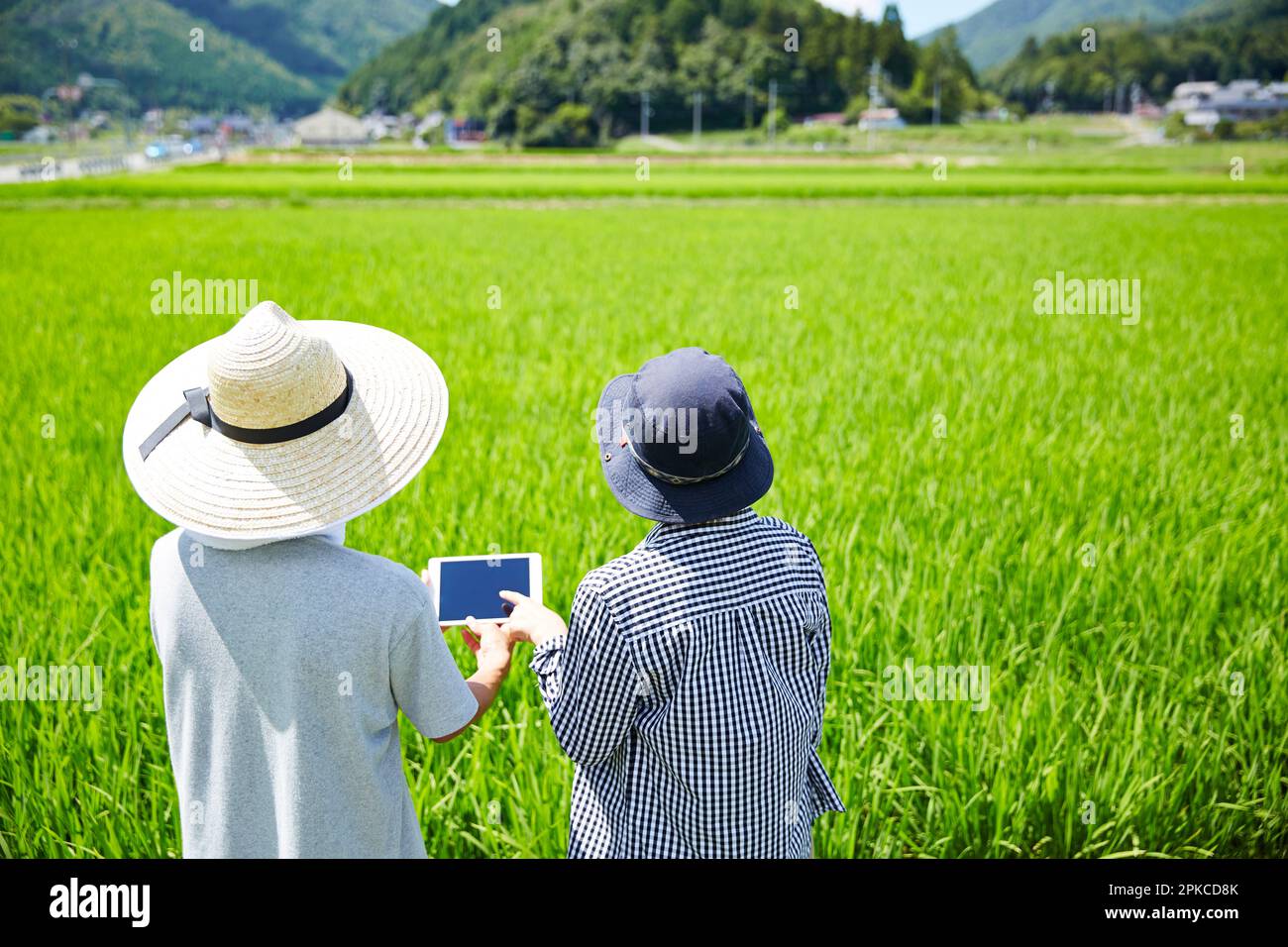 Back view of man and woman looking at tablet in front of paddy field ...