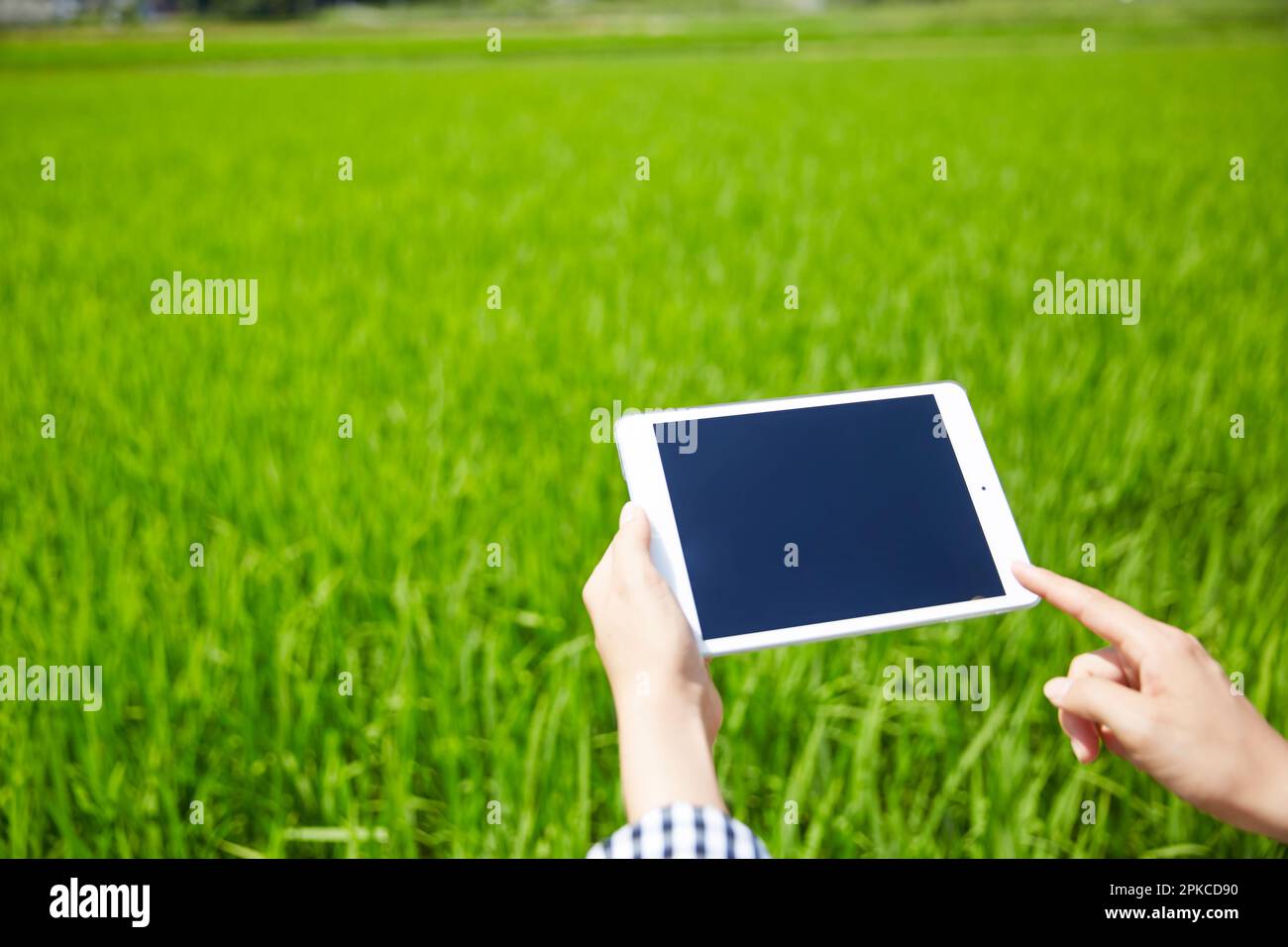 Hands operating a tablet in front of a paddy field Stock Photo - Alamy