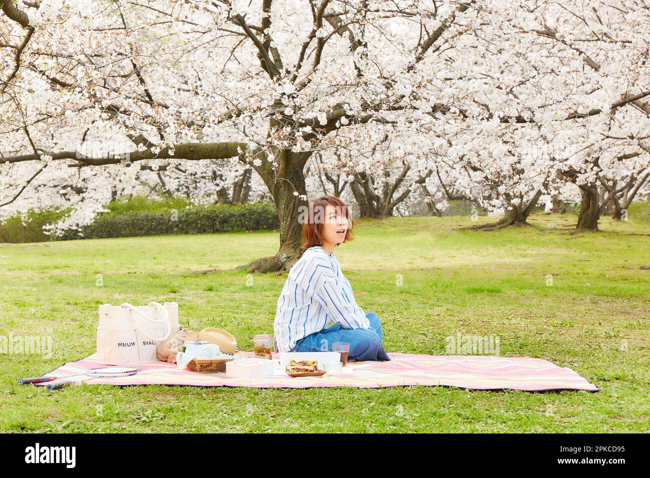 Woman having a picnic with cherry blossoms in full bloom Stock Photo - Alamy