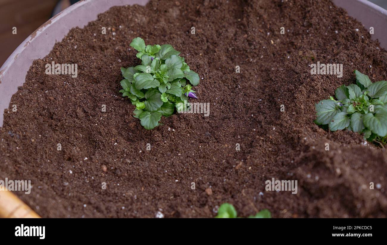 Taking care planting seedling with small garden rake in the soil. New ...