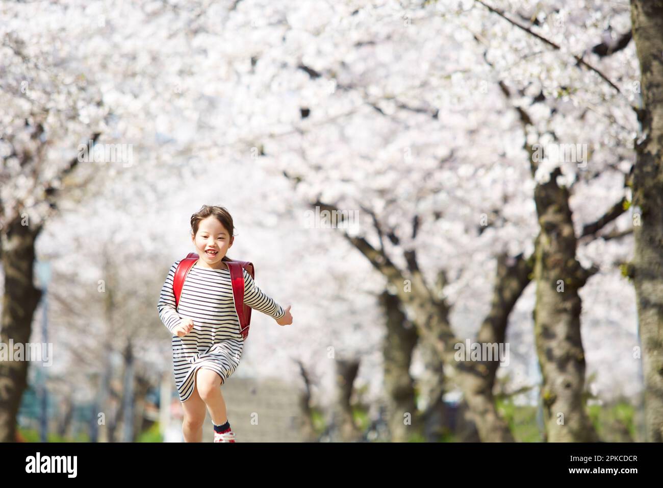 Elementary school girl running along the road lined with cherry blossom ...