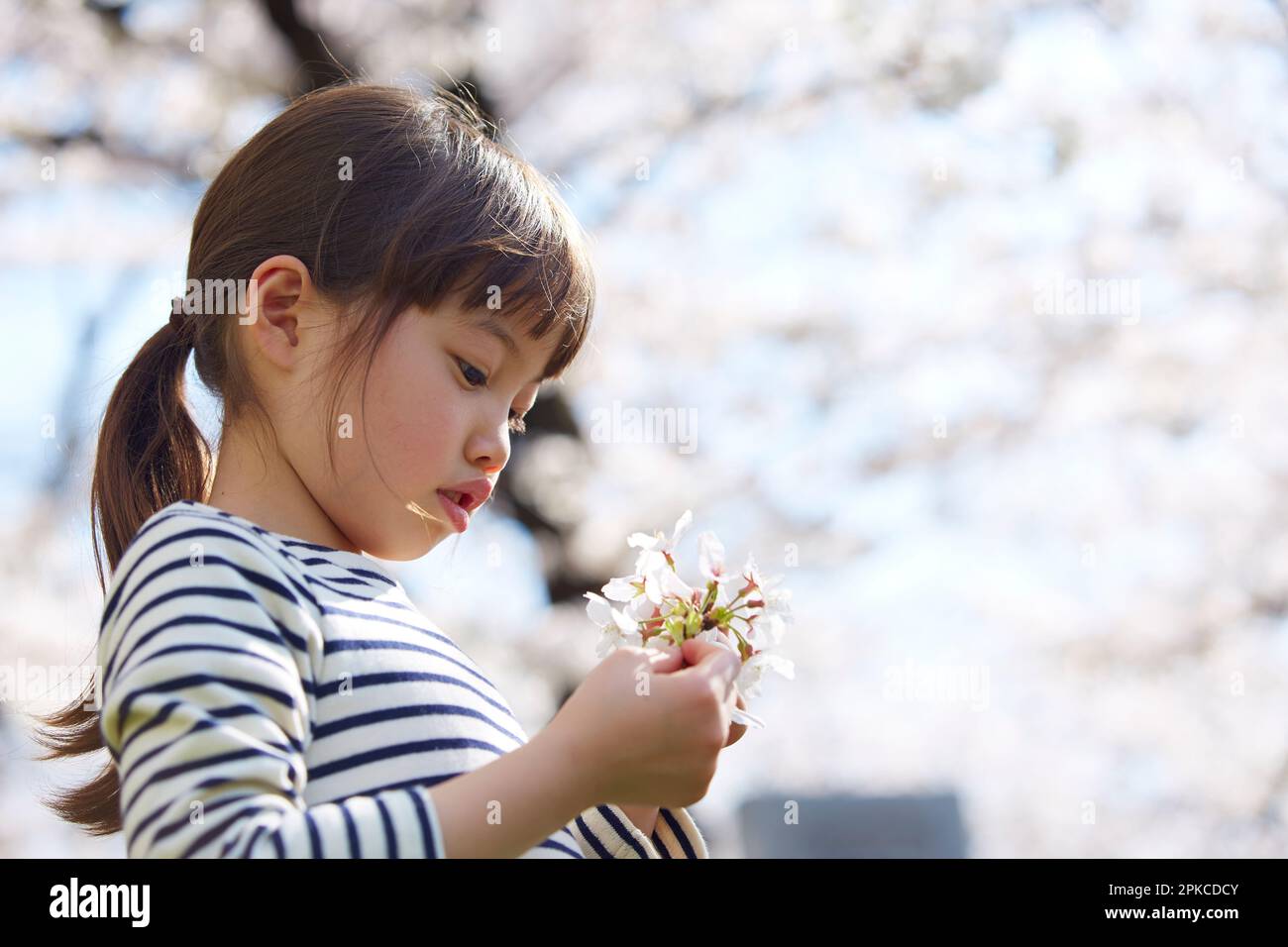 Girl gazing at cherry blossoms Stock Photo - Alamy