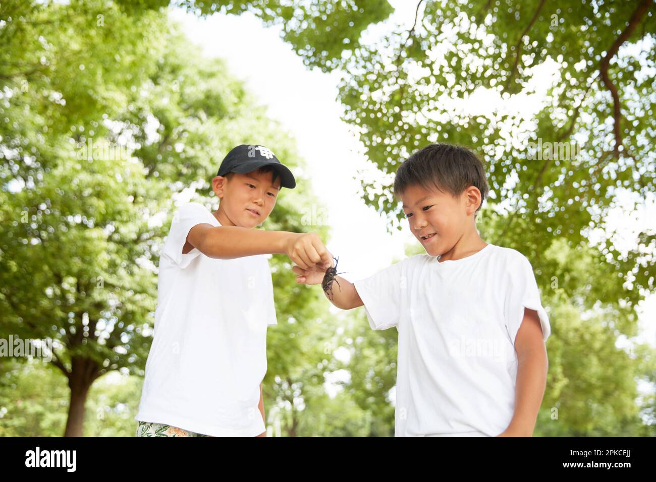 Brothers holding beetles Stock Photo - Alamy