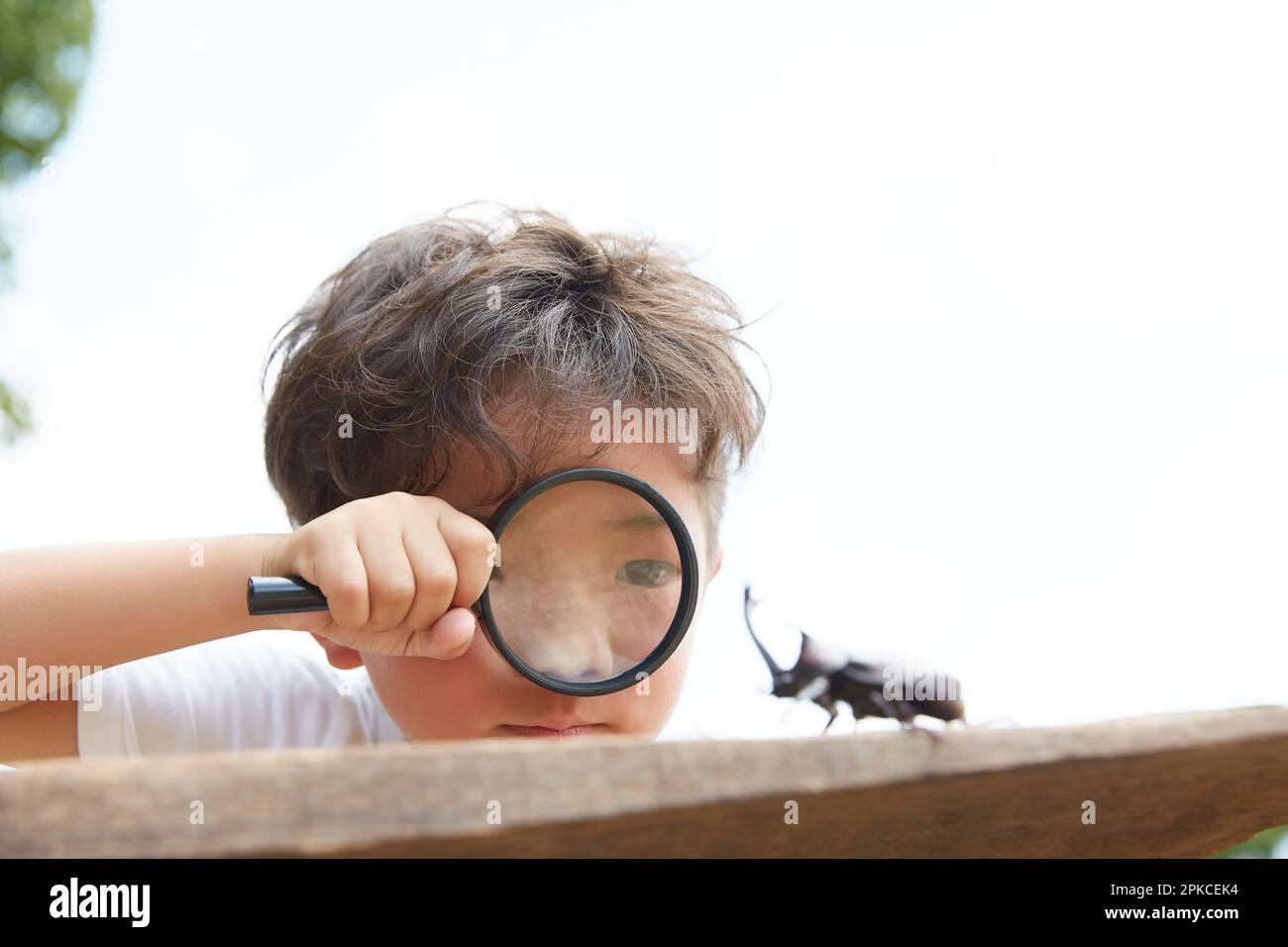 Boy watching a beetle with magnifying glass Stock Photo - Alamy
