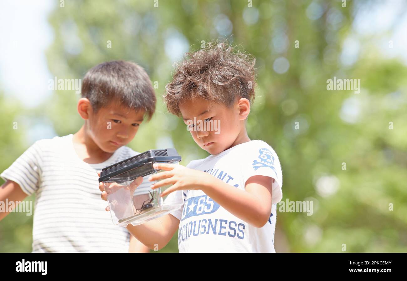 Brothers looking inside a cage with beetles Stock Photo - Alamy