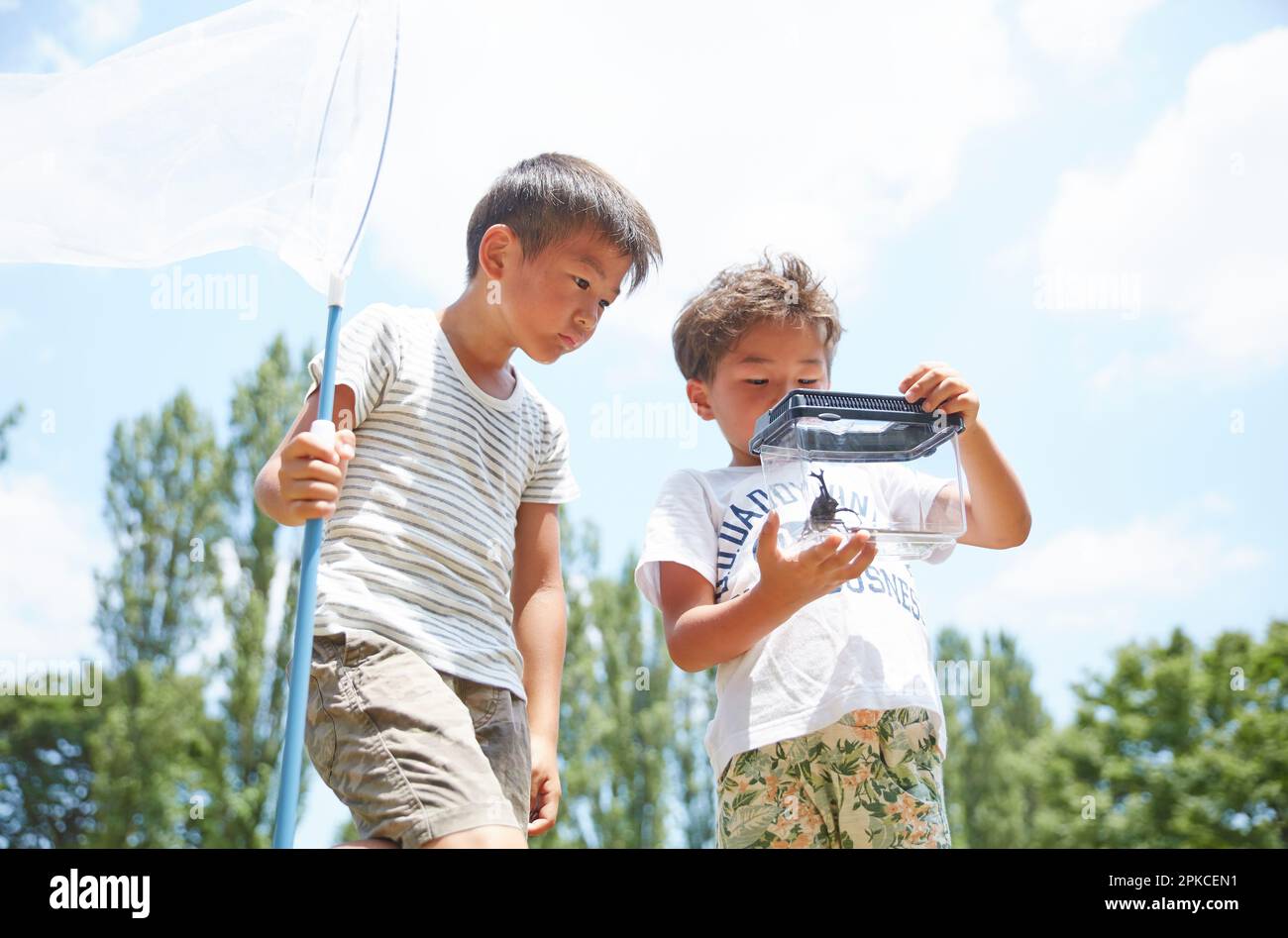 Brothers with insect nets and cages with beetles Stock Photo - Alamy