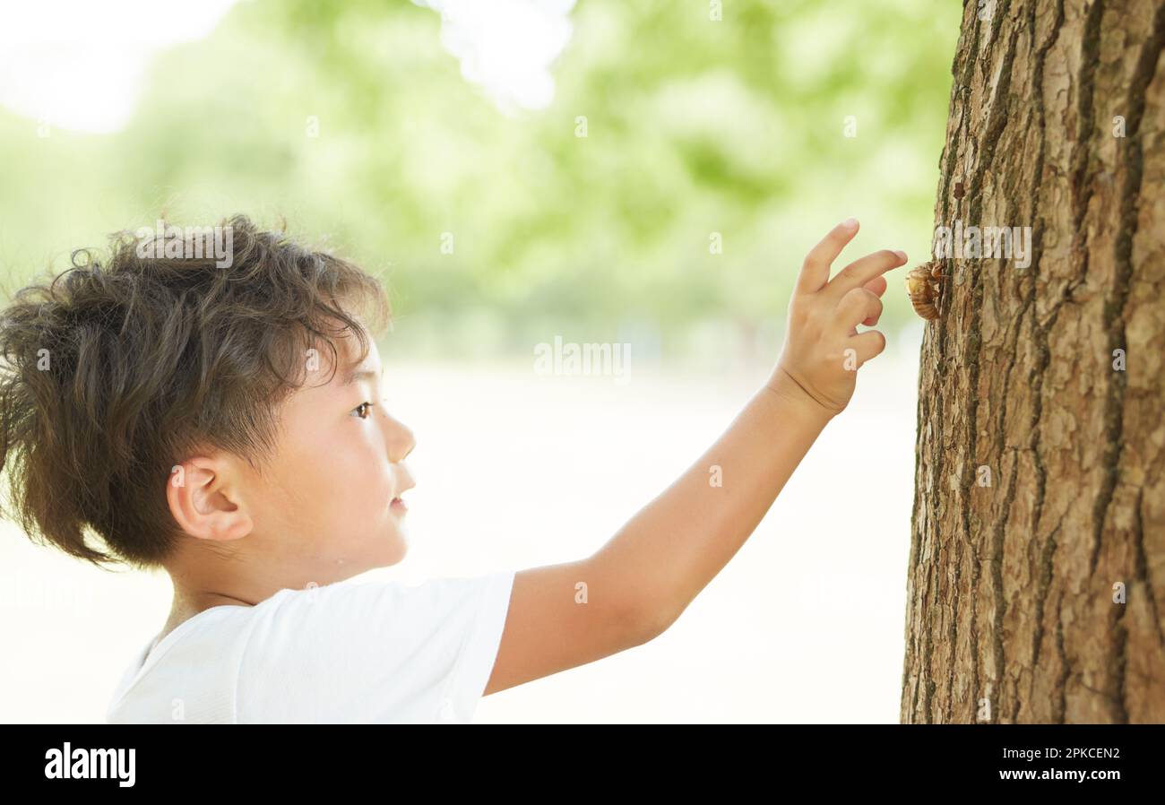 Boy trying to catch cicada shells Stock Photo - Alamy