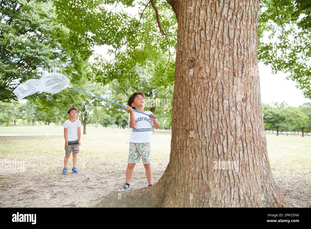 Brothers trying to catch a bug on a tree with a bug net Stock Photo - Alamy
