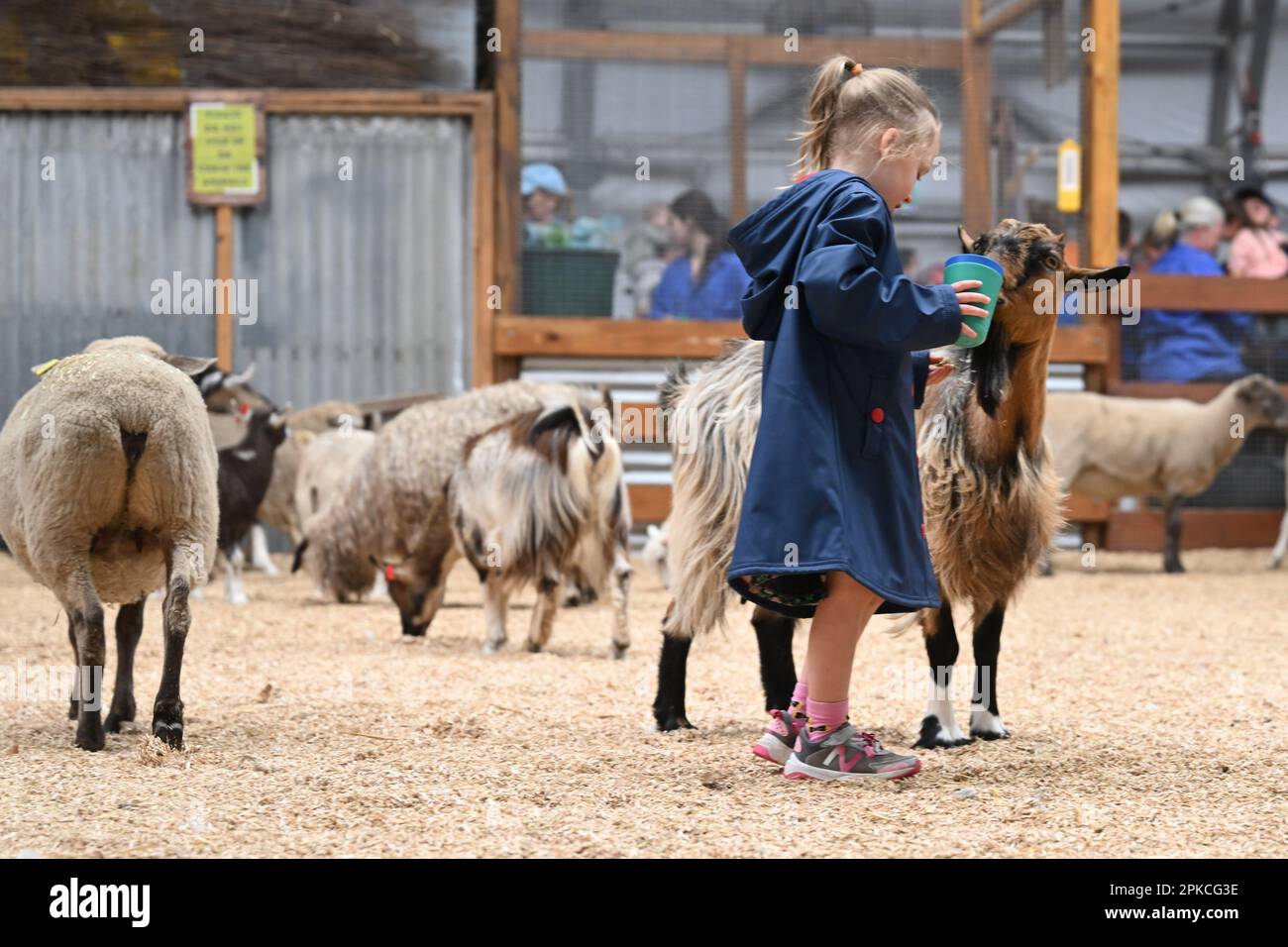 Children feed the animals inn the Farmyard Nursery pavilion at the ...